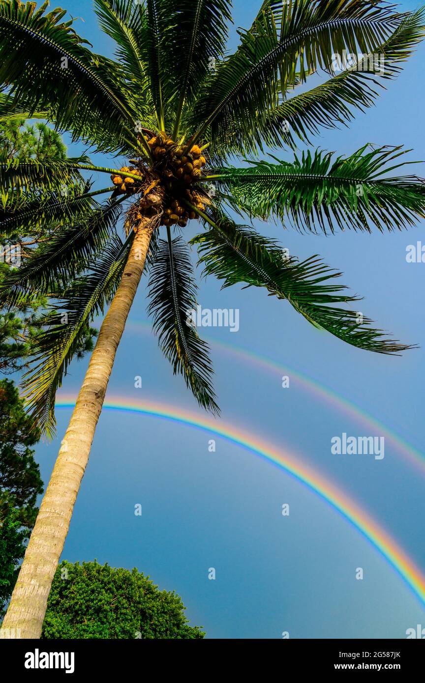 Palm tree and double rainbow on blue sky Stock Photo - Alamy