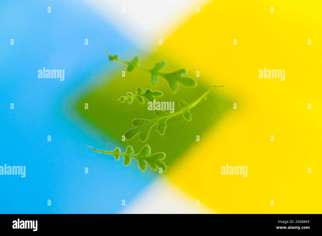 Green leaves on color background Stock Photo - Alamy