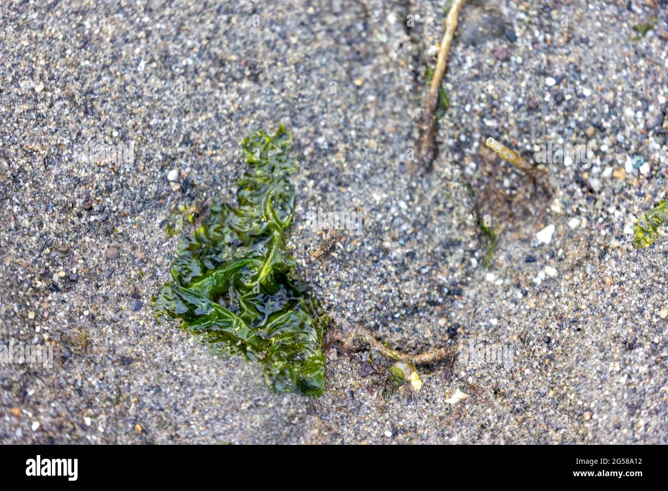 Bright yellow kelp hi-res stock photography and images - Alamy