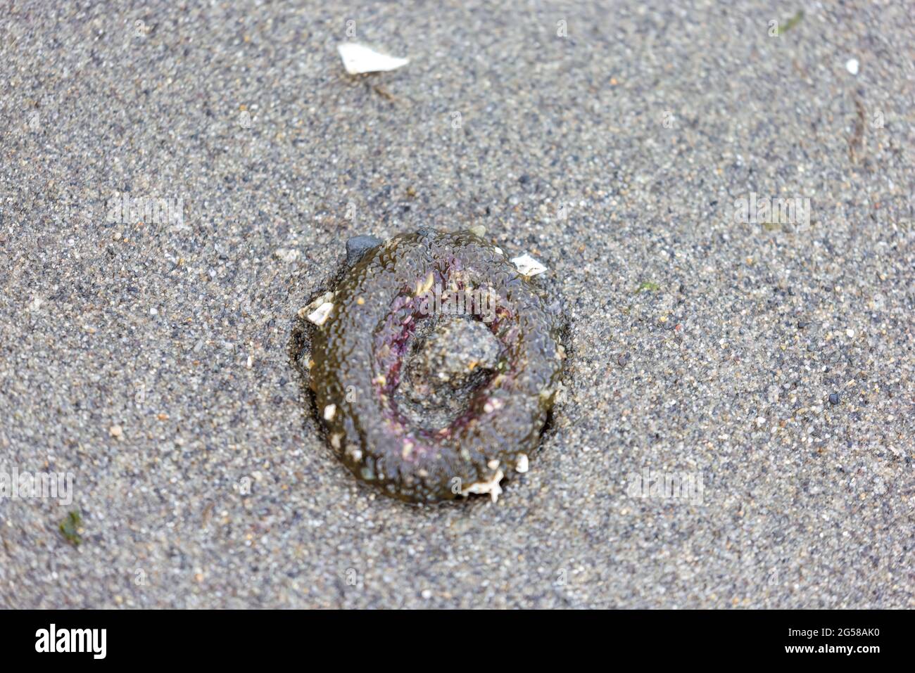 Sea anemone closed up hi-res stock photography and images - Alamy