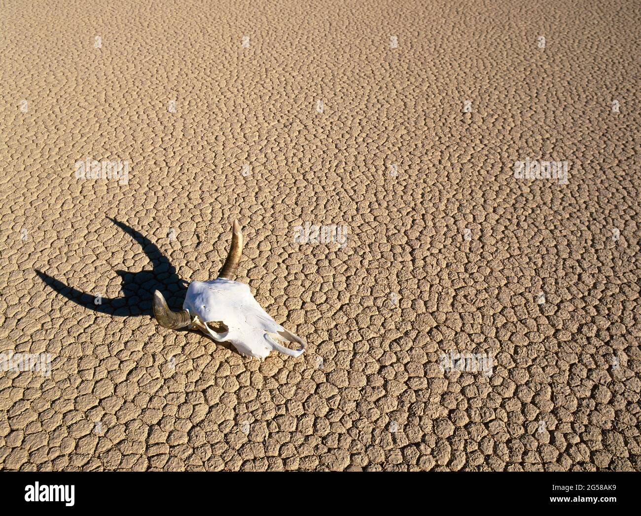 California, Death Valley, Buffalo skull in desert in Monument valley ...