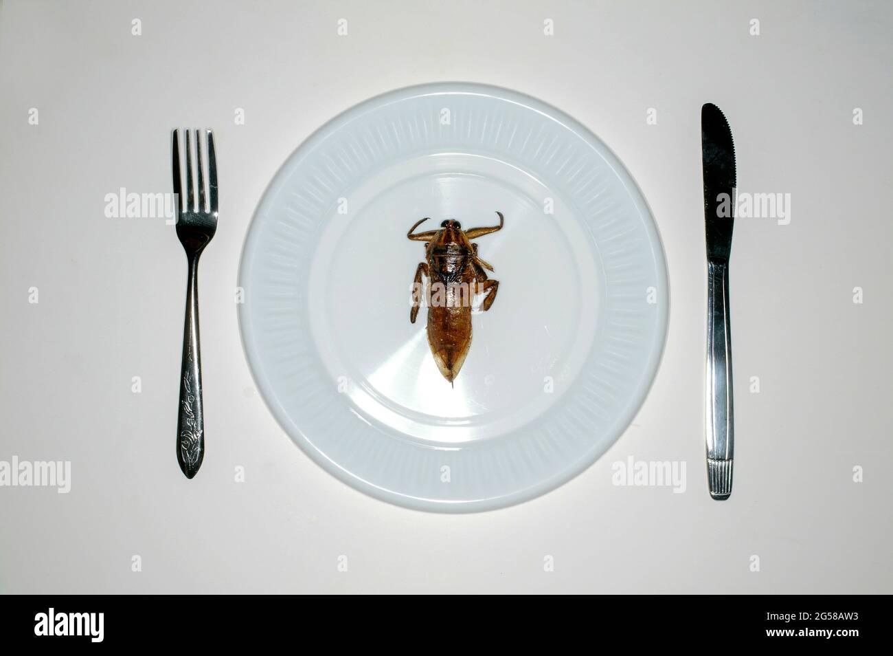 Insect dinner plate hi-res stock photography and images - Alamy