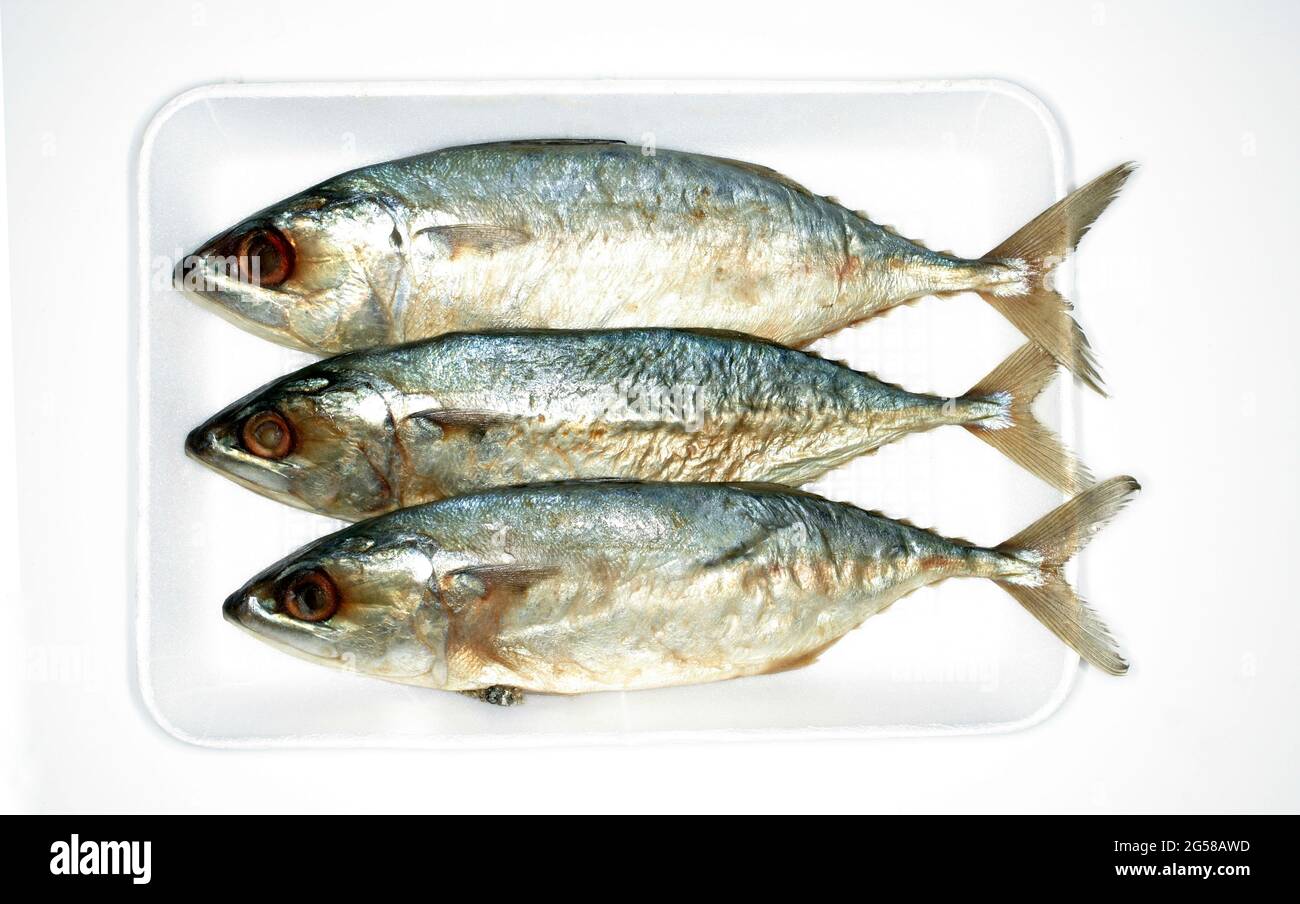Overhead view of sardines on tray Stock Photo - Alamy