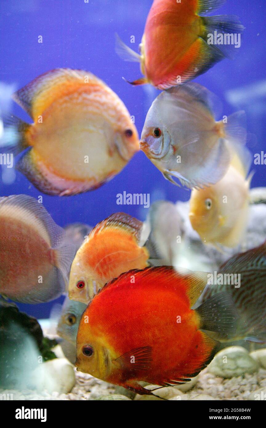 Colorful fishes in fish tank Stock Photo - Alamy