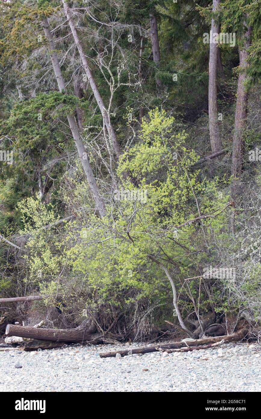 small tree growing in driftwood on beach Stock Photo - Alamy