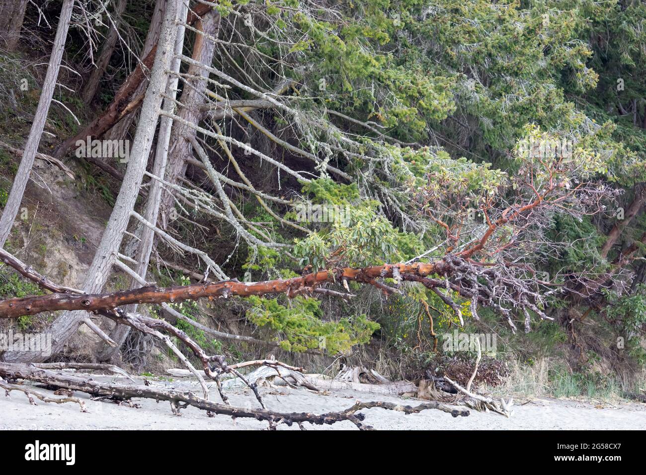 trees and driftwood fallen over on beach by hill Stock Photo - Alamy