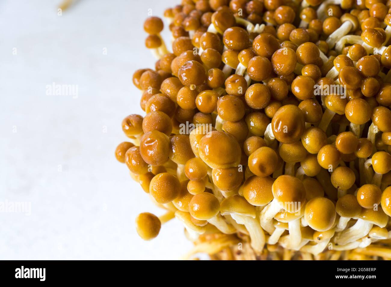 Closeup of Golden brown Asian Enoki (Flammulina velutipes) mushrooms on ...