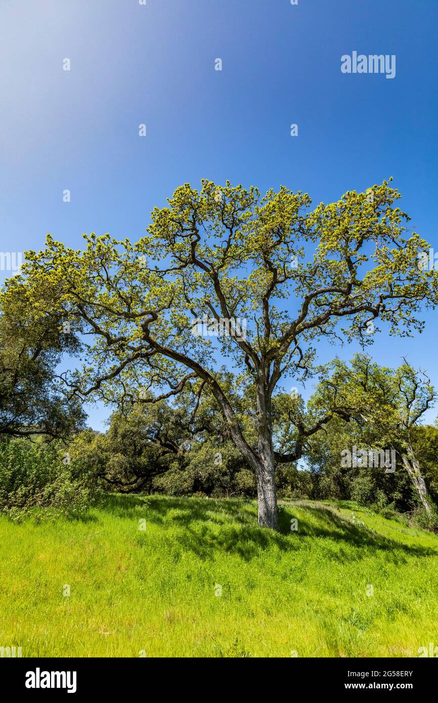 USA, California, Walnut Creek, California Oak trees in green field in ...
