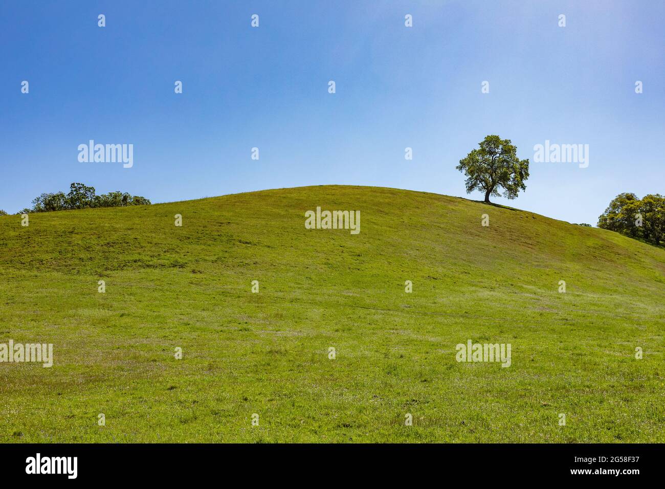 USA, California, Walnut Creek, California Oak tree in green hill in ...