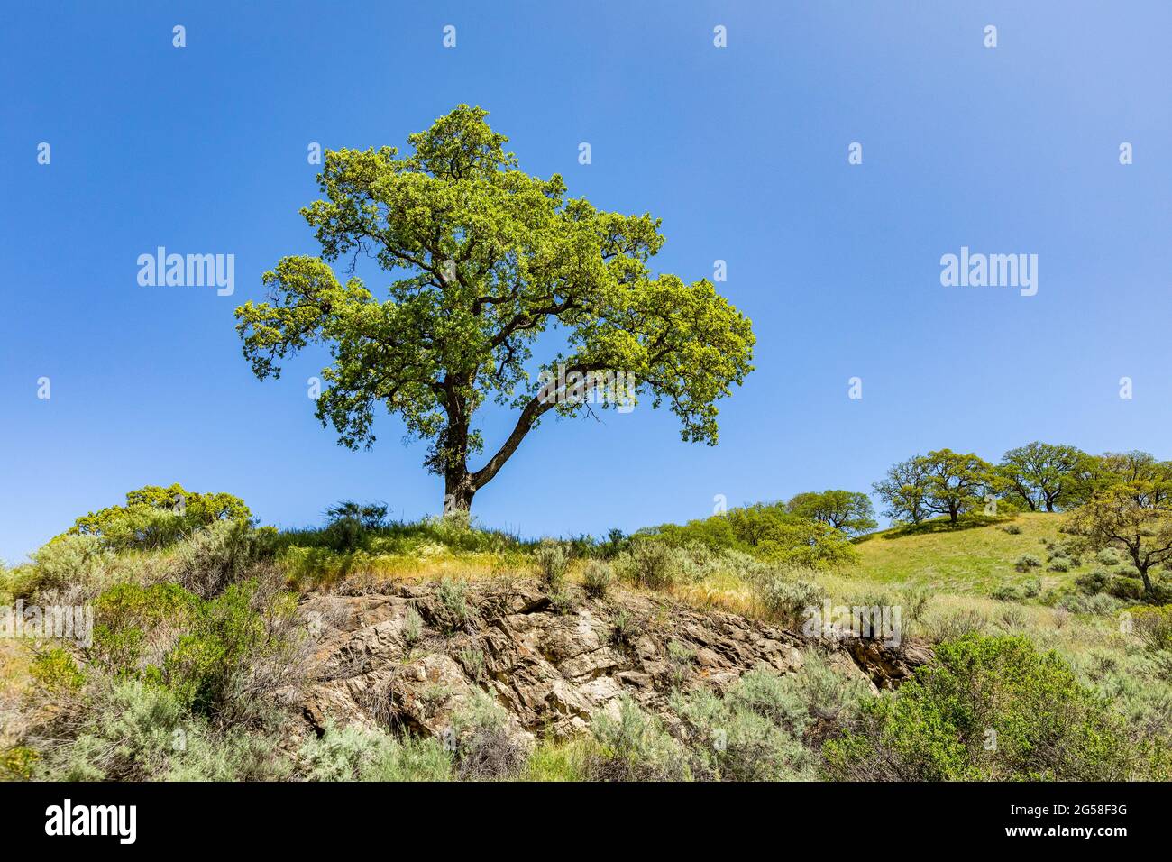 California oak tree hi-res stock photography and images - Alamy