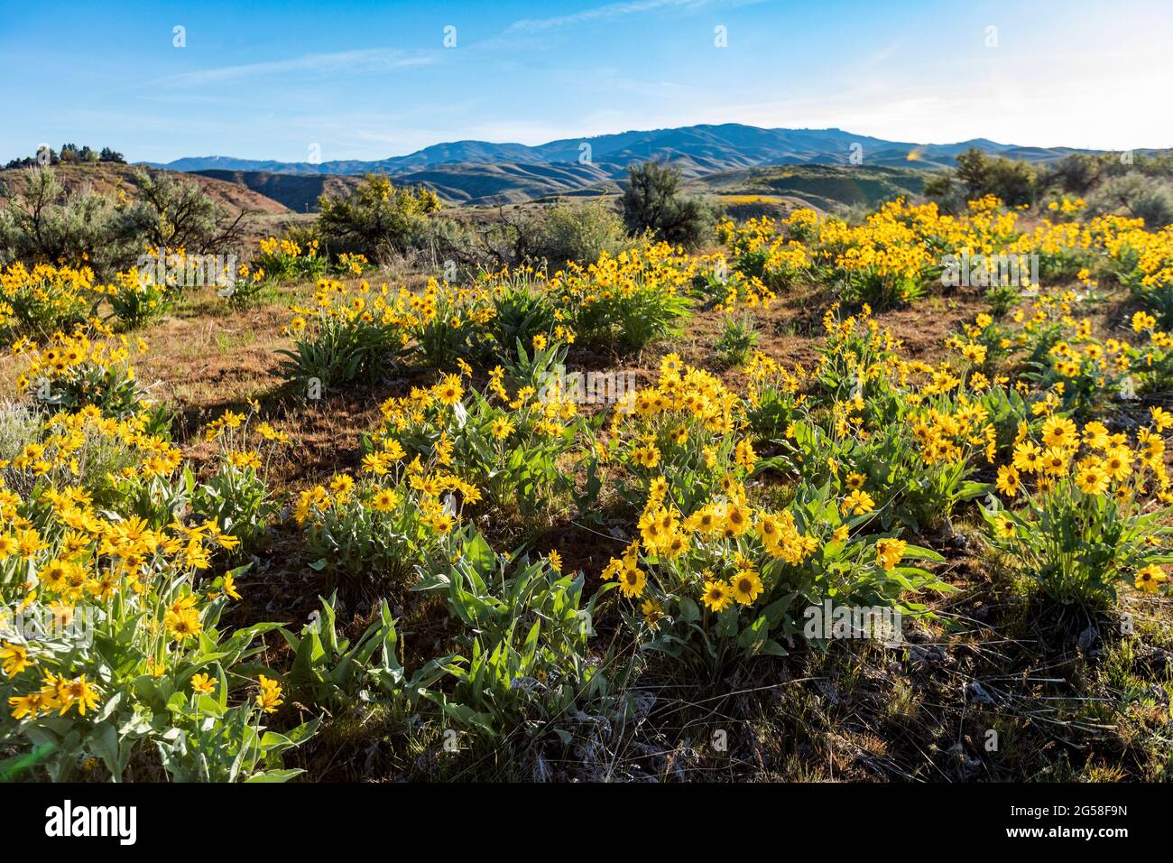 Field arrowleaf balsamroot hi-res stock photography and images - Alamy