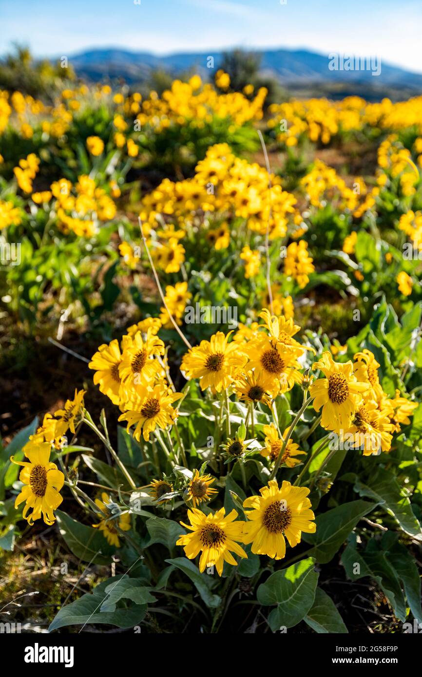USA, Idaho, Boise, Field of arrowleaf balsamroot (Balsamorhiza ...