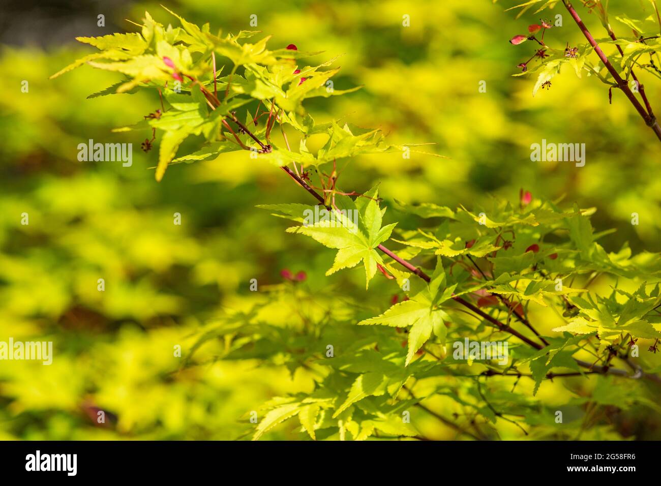 Close-up of Japanese maple (Acer palmatum) blooms in Springtime Stock ...