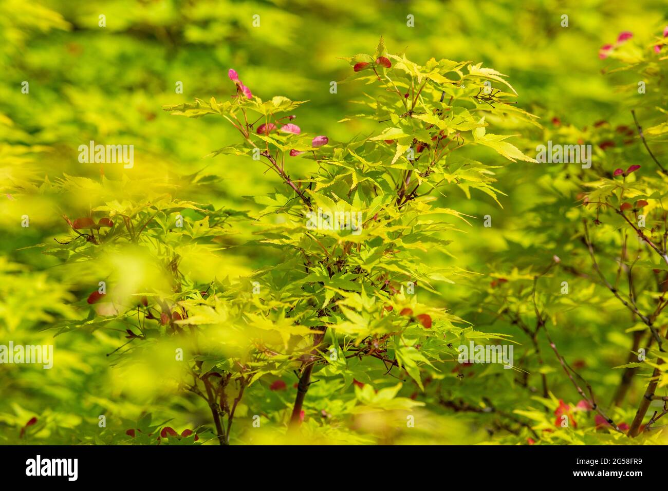 Close-up of Japanese maple (Acer palmatum) blooms in Springtime Stock ...