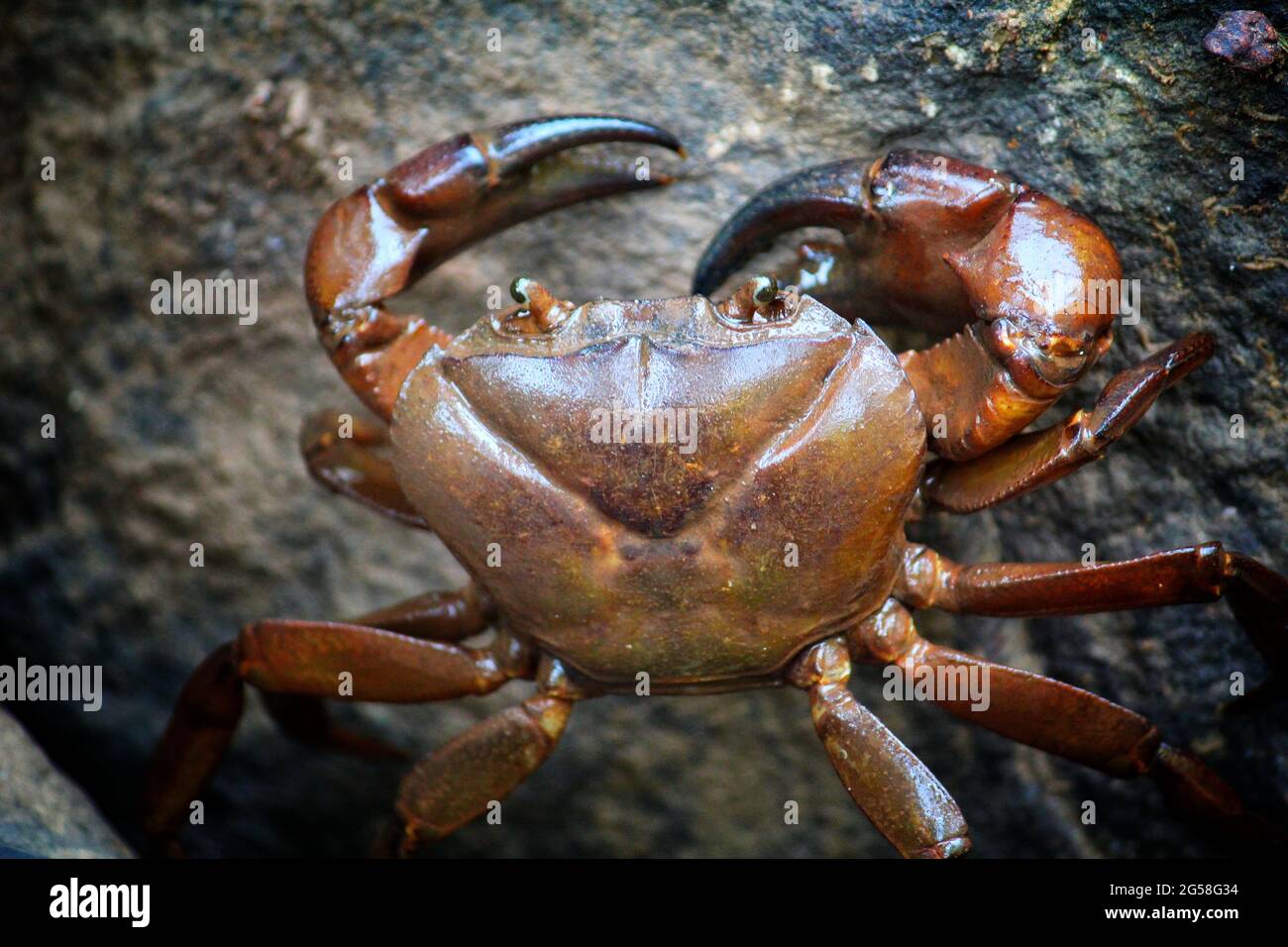 Closeup shot of a crab on a rock surface Stock Photo - Alamy