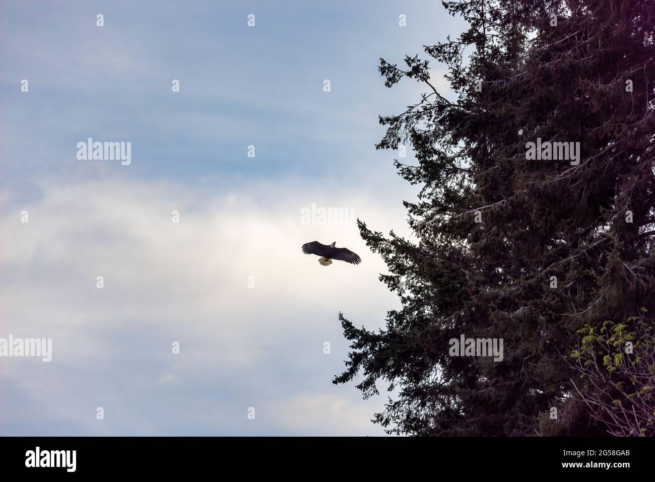 american bald eagle high up in the tree tops Stock Photo - Alamy