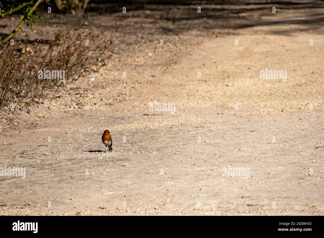 Cute robin bird on the road at daytime Stock Photo - Alamy
