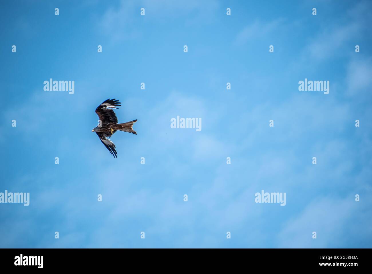 Low angle shot of an eagle jumping under a cloudy sky Stock Photo - Alamy