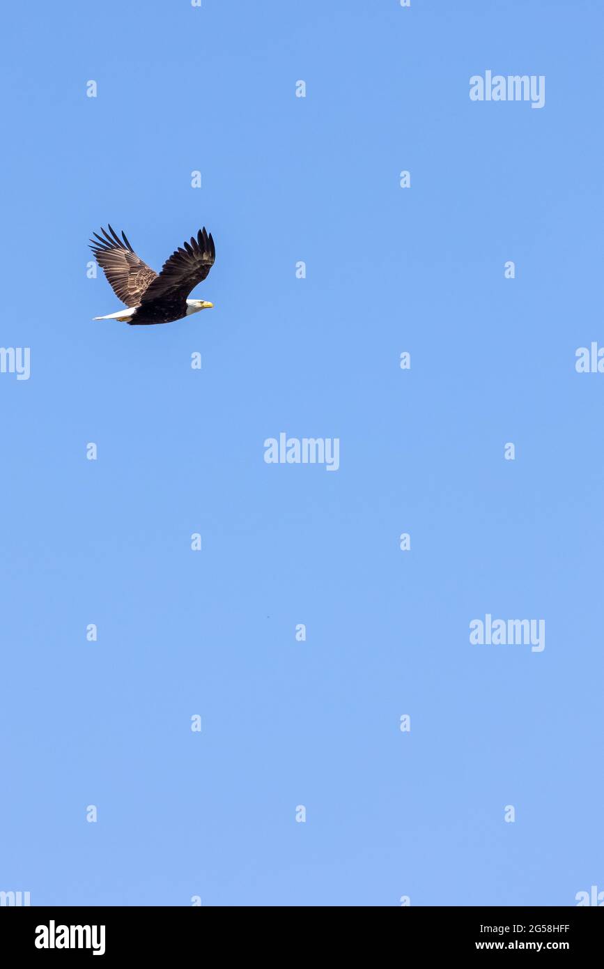 bald eagle soaring high above the tree tops Stock Photo - Alamy