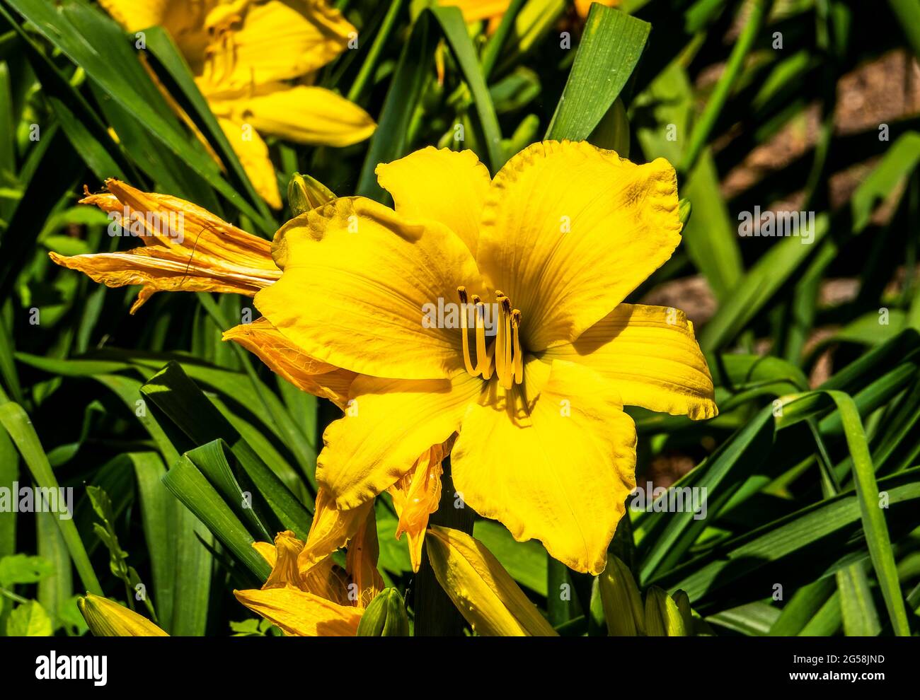 Yellow Day Lilly in full bloom Stock Photo - Alamy