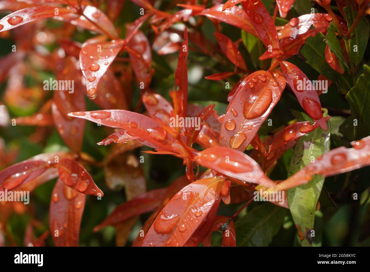 Syzygium oleina in the nature. This plant also Syzygium oleina, pucuk ...