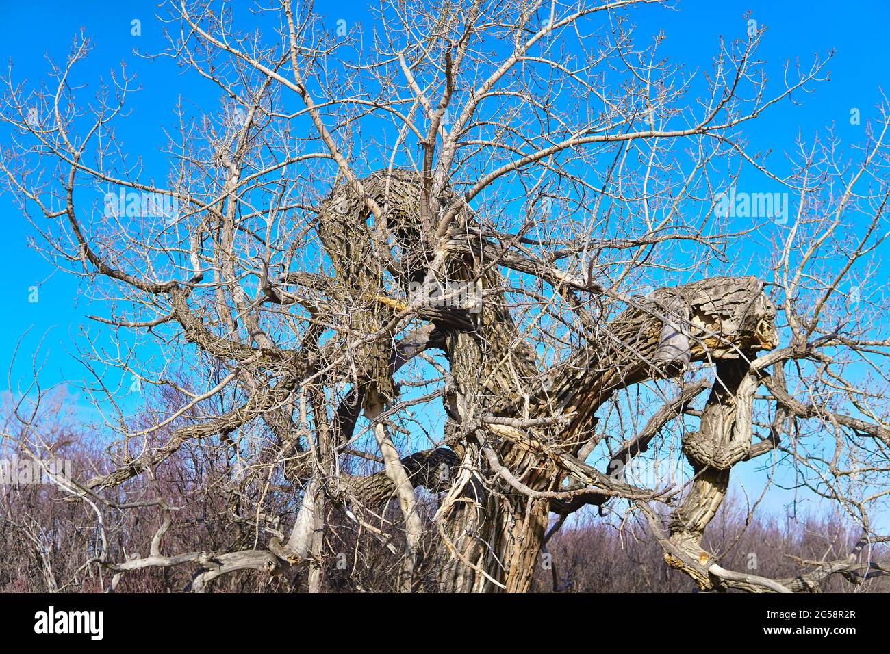 Ancient tree at Dinosaur Provincial Park Stock Photo - Alamy