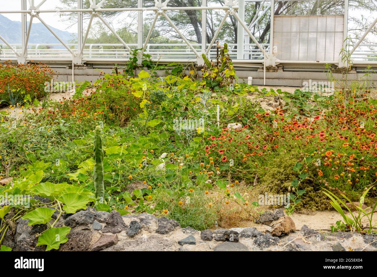 Biosphere 2 - Fog Desert Plants Stock Photo - Alamy