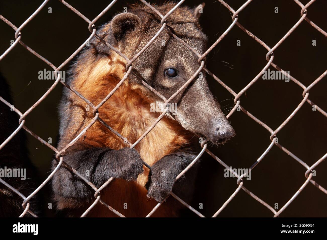 South american coatis coatis hi-res stock photography and images - Alamy