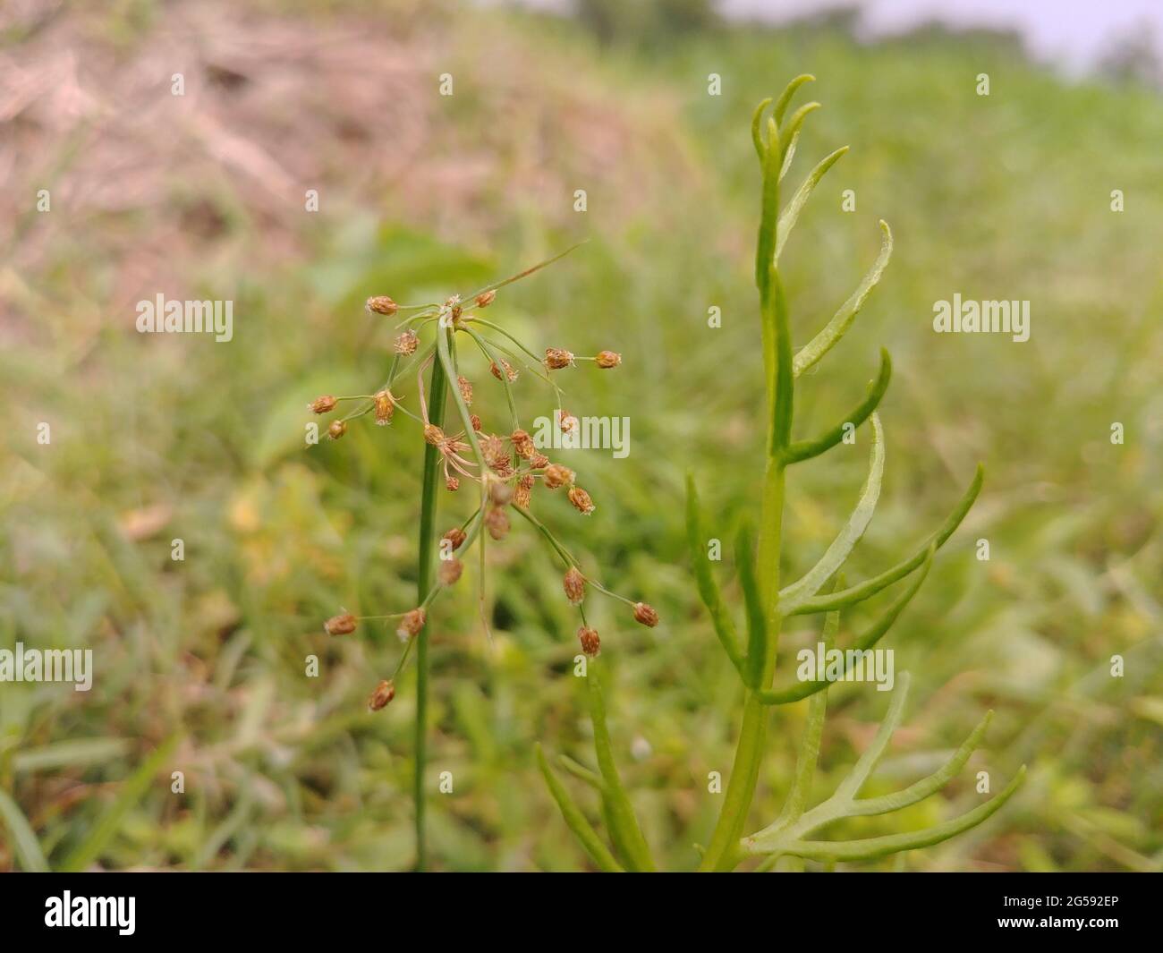 Top view of green plants Stock Photo - Alamy