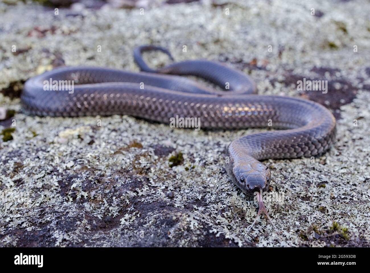 Australian Eastern Small-eyed Snake flickering it's tongue Stock Photo ...