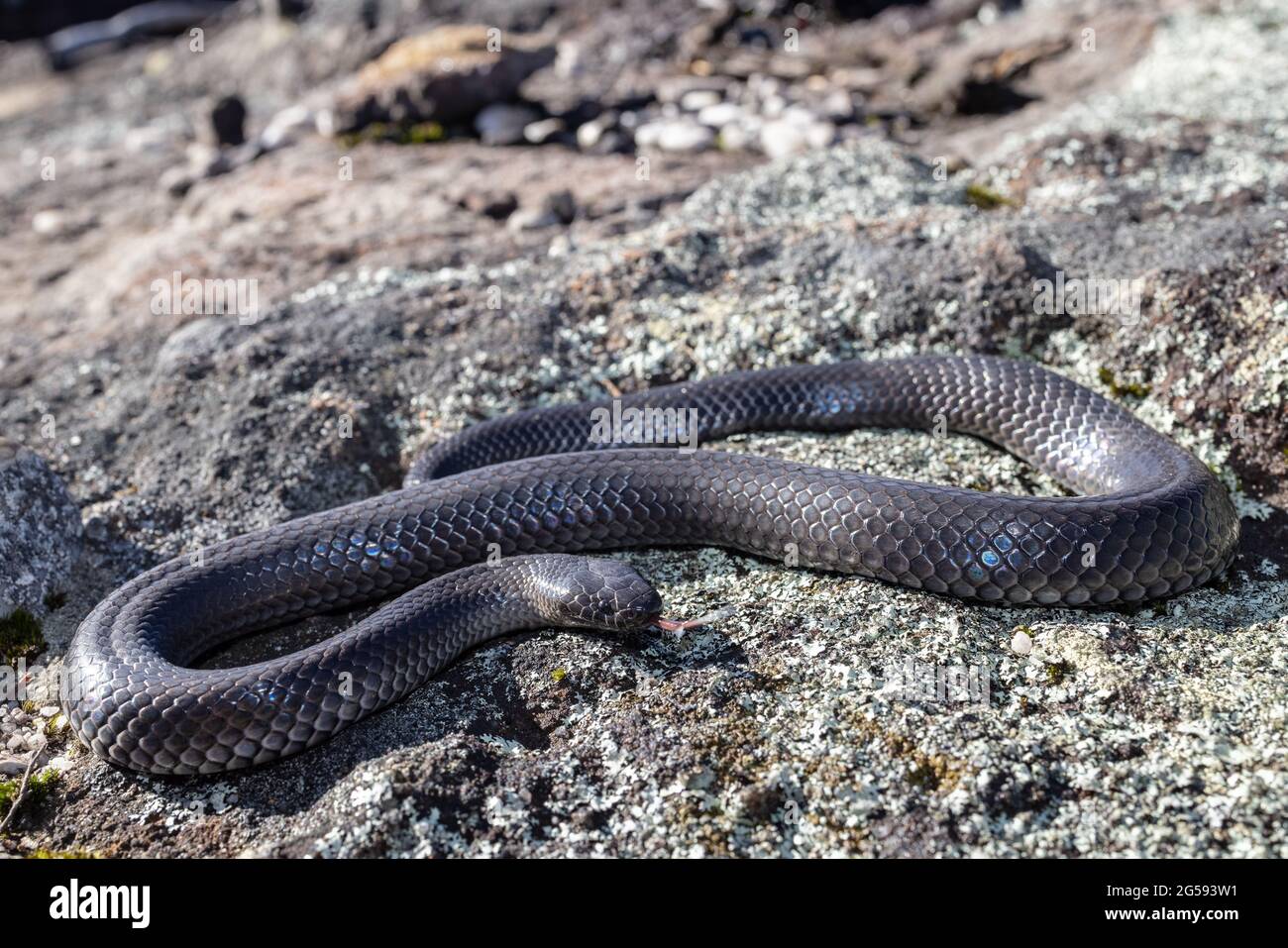 Australian Eastern Small-eyed Snake flickering it's tongue Stock Photo ...