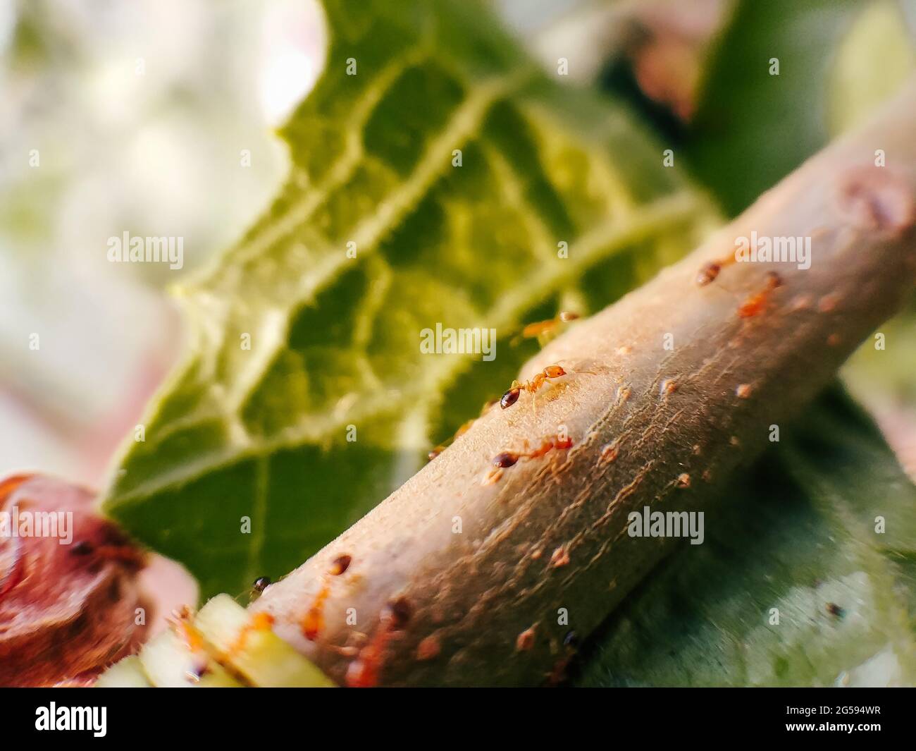 Close up shot of ants on a tree branch Stock Photo - Alamy