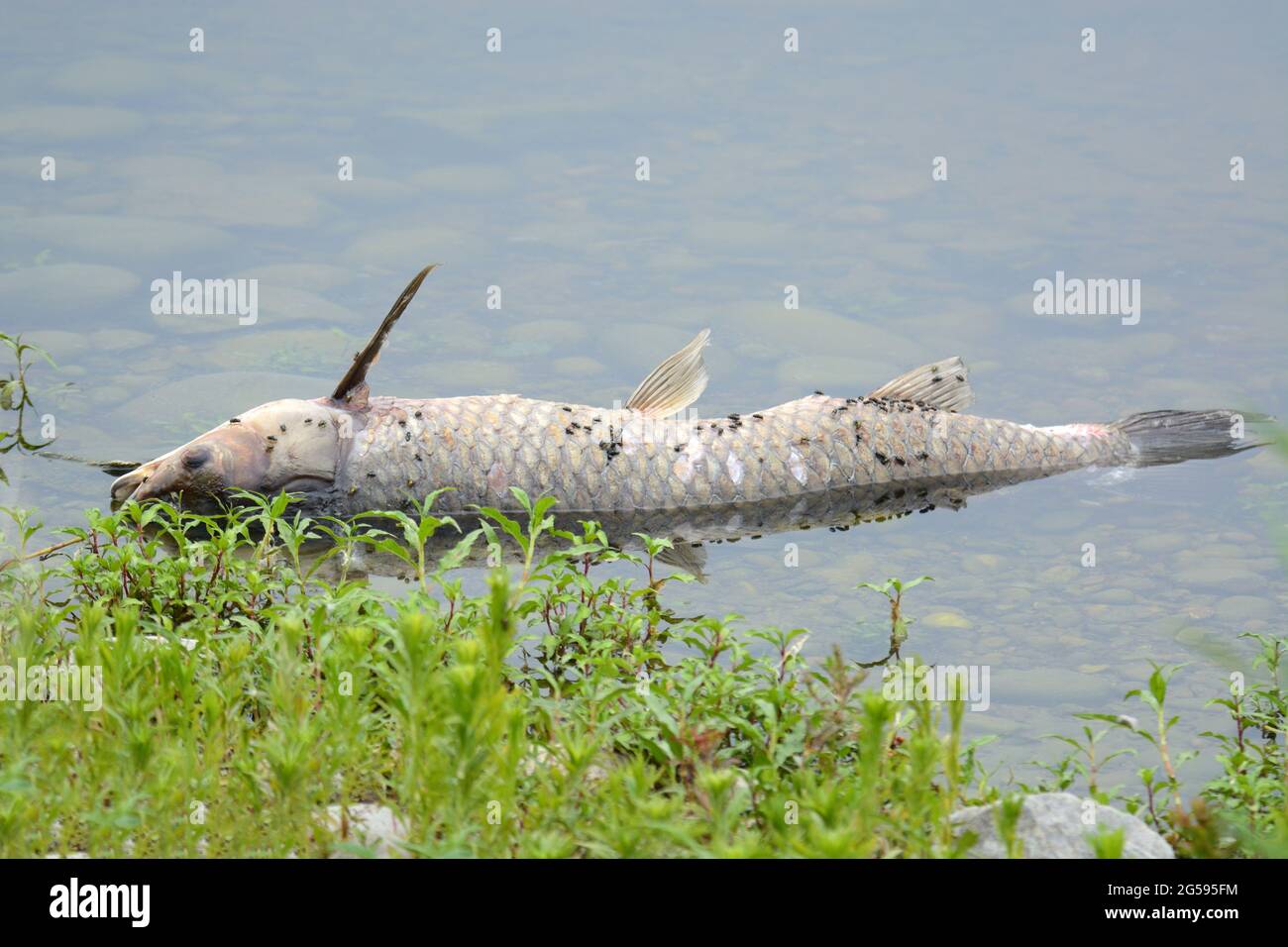 Dead freshwater carp fish by lake edge and covered with flies starting ...