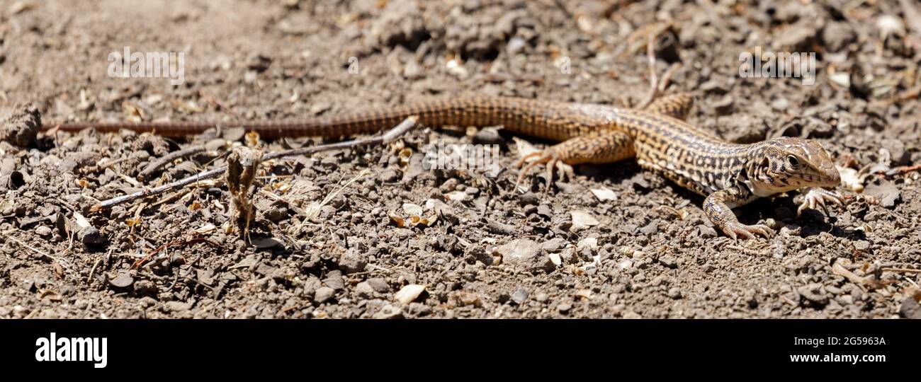 California Whiptail Lizard, Adult. Santa Clara County, California, USA ...