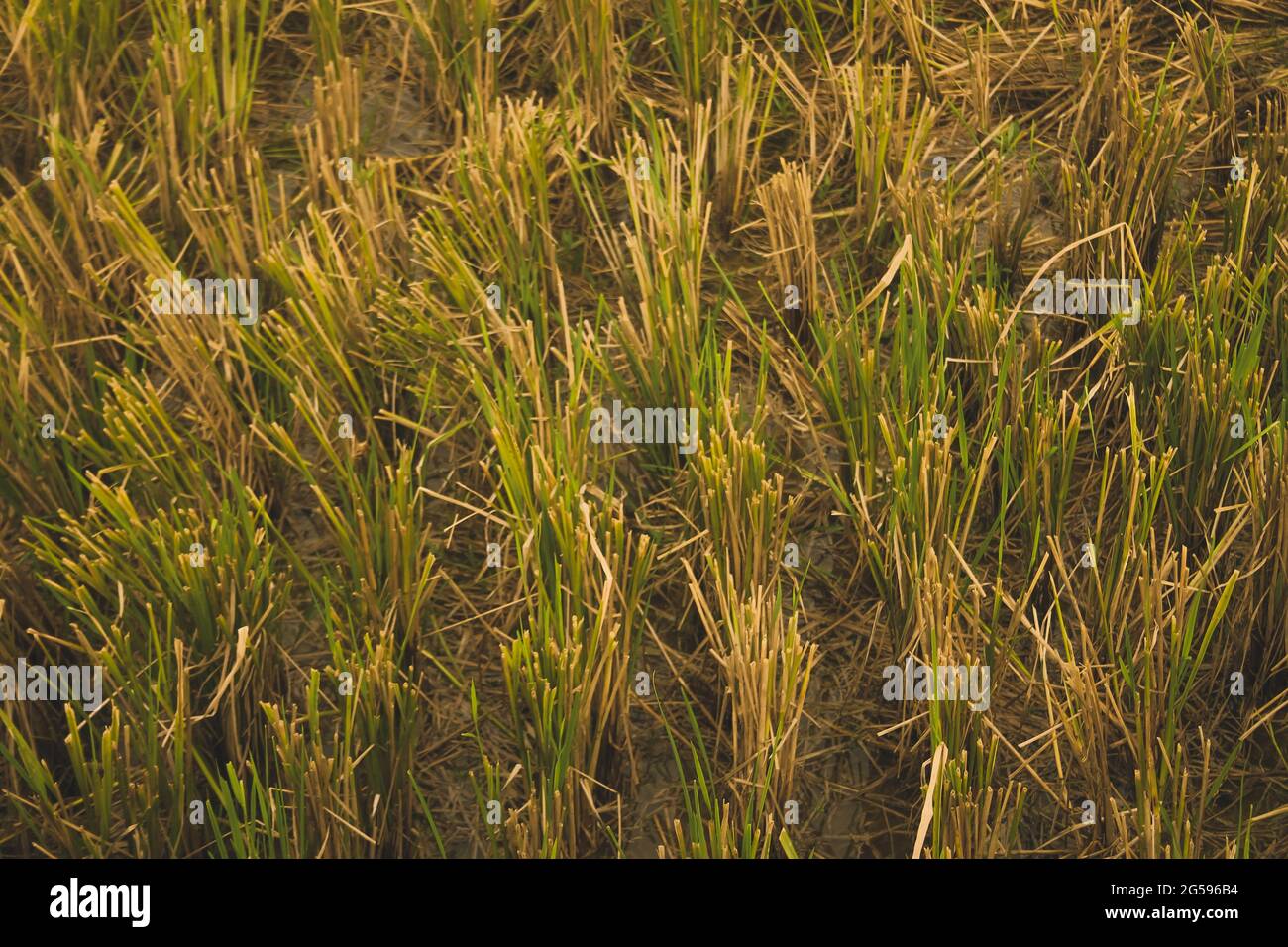 Top view of green plants Stock Photo - Alamy