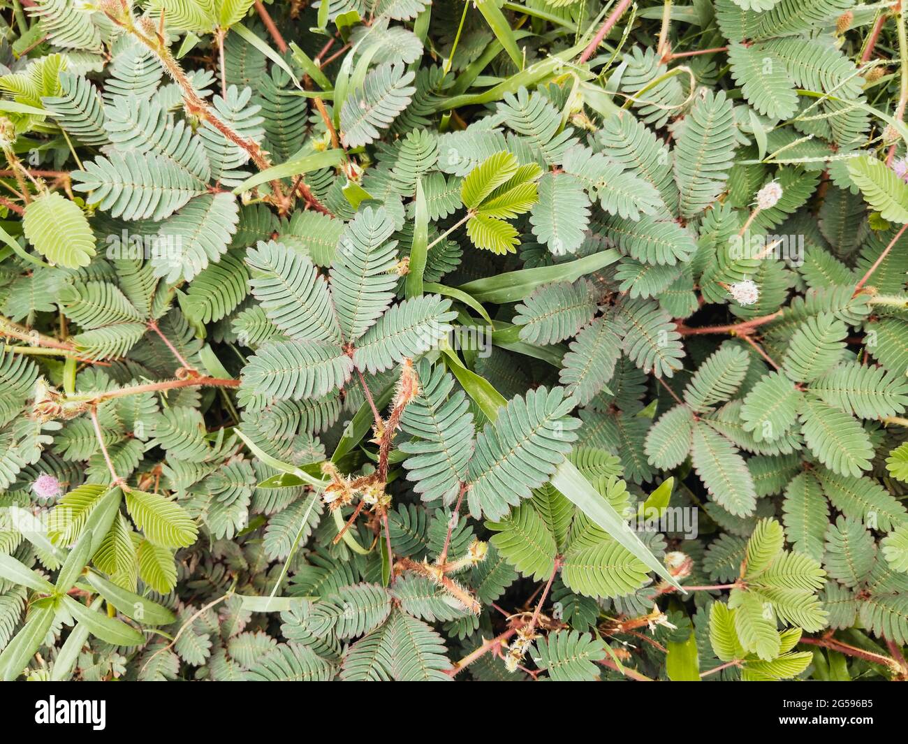 Top view of green plants Stock Photo - Alamy