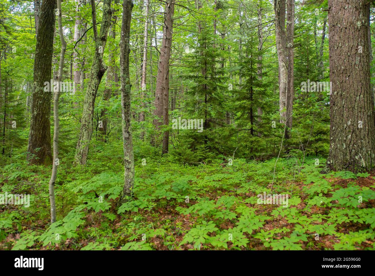 Deciduous Forest Summer