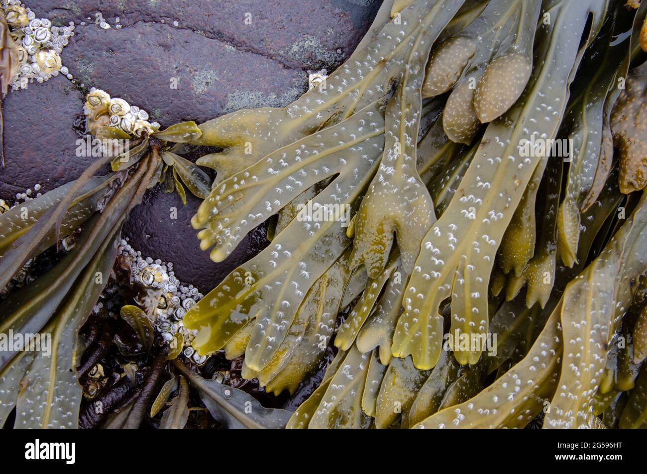 Ocean rocks and seaweed hi-res stock photography and images - Alamy