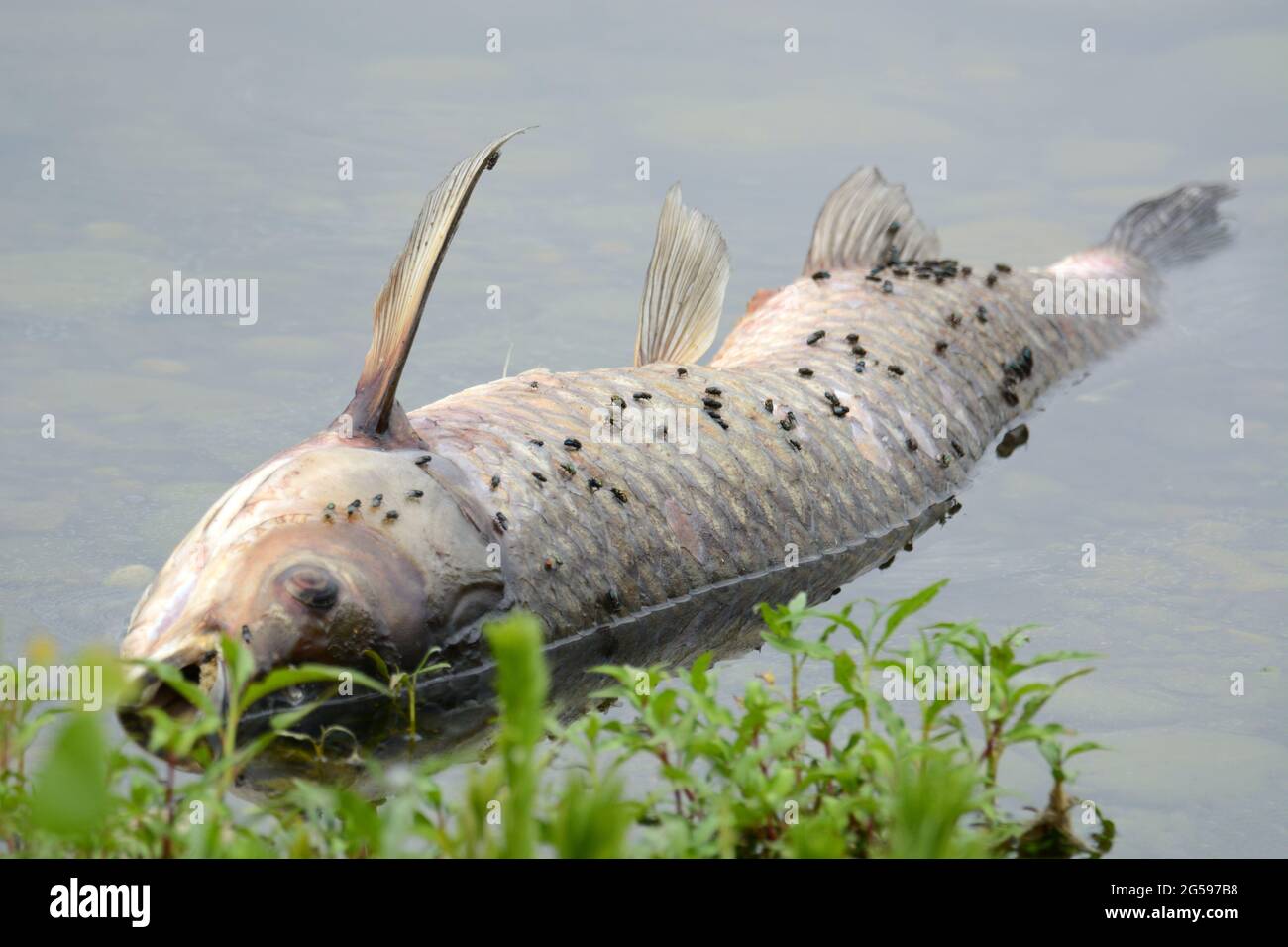 Dead freshwater carp fish by lake edge and covered with flies starting the process of ...