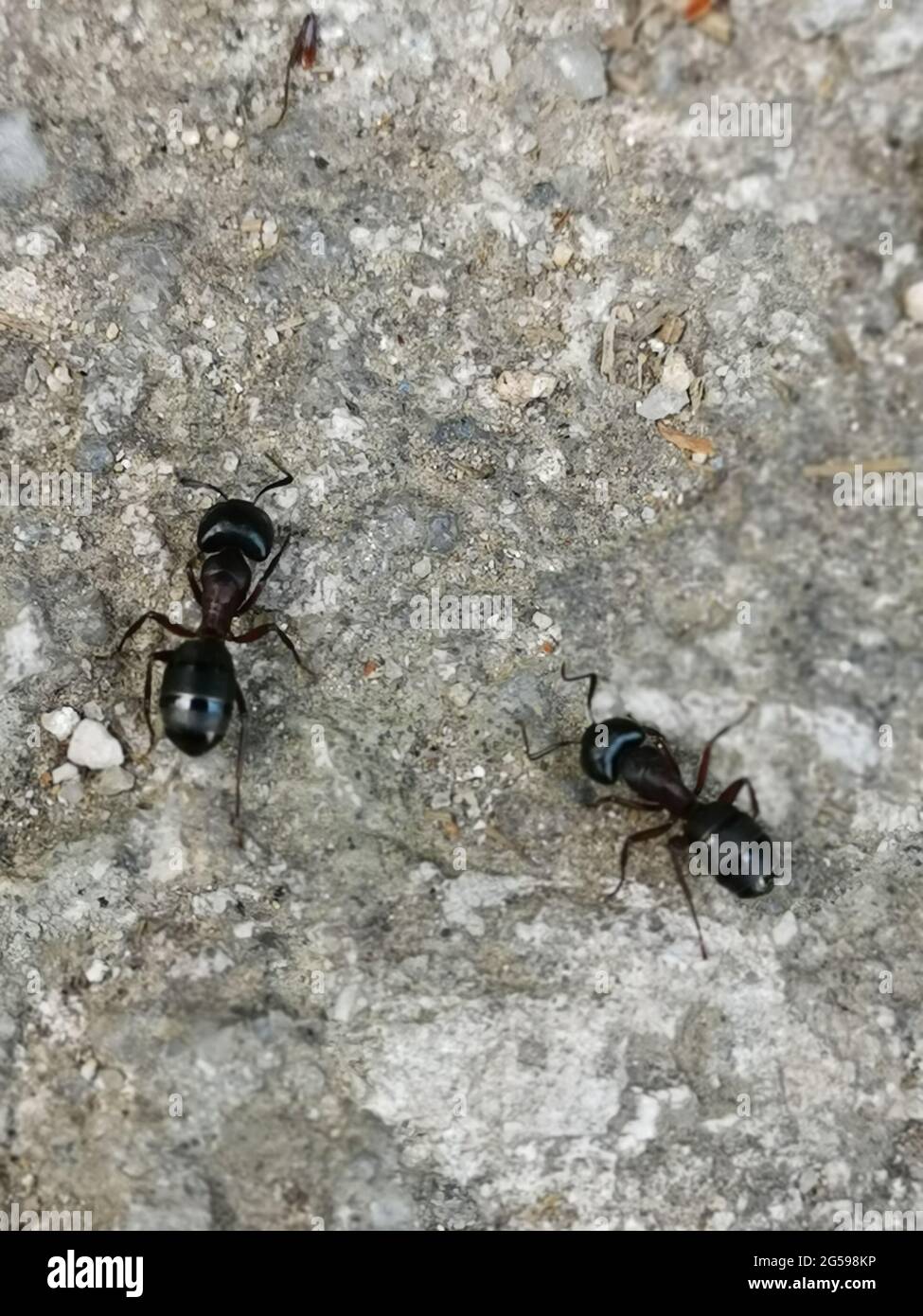 Top view of two big ants Stock Photo - Alamy