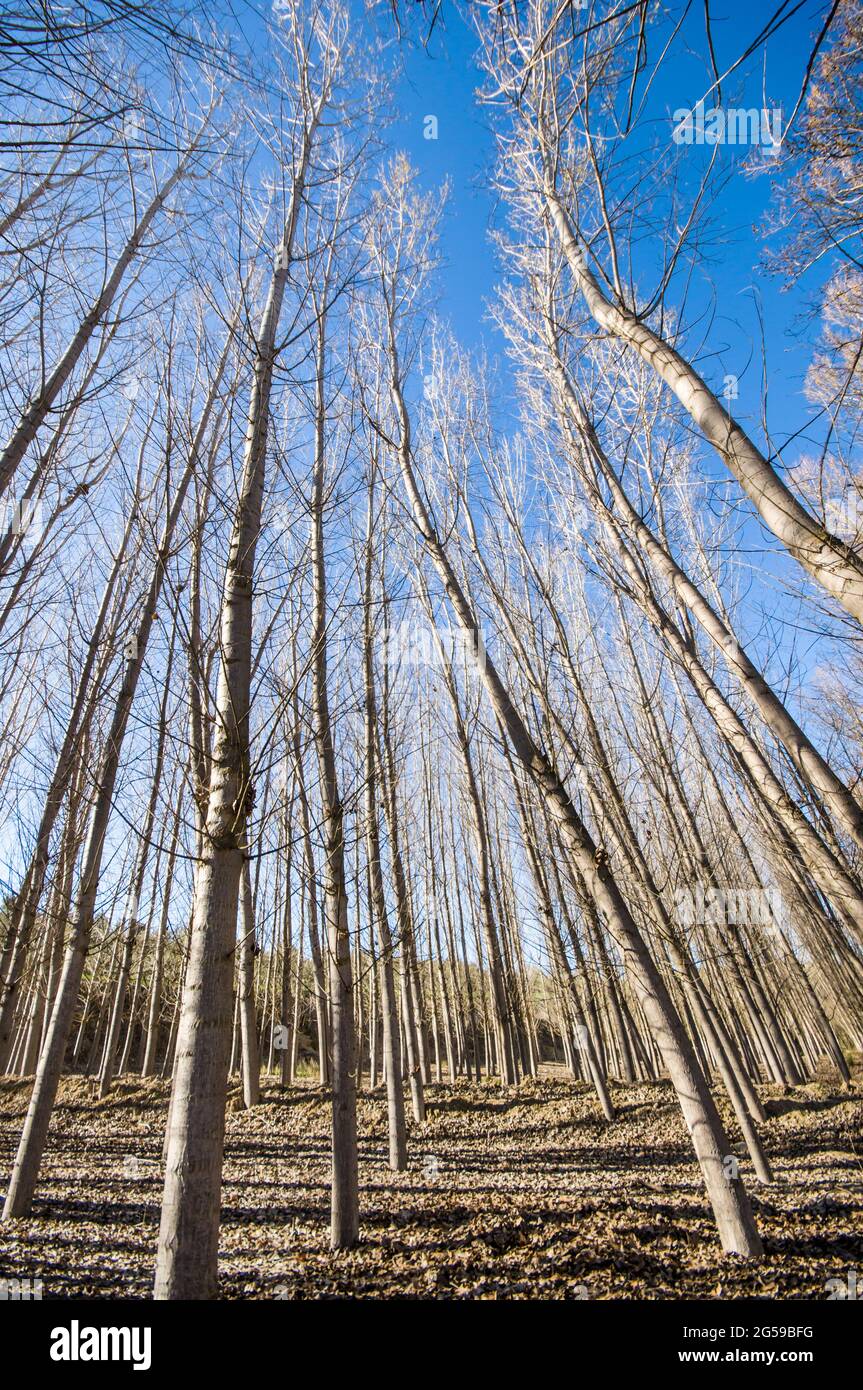 Tall poplars hi-res stock photography and images - Alamy