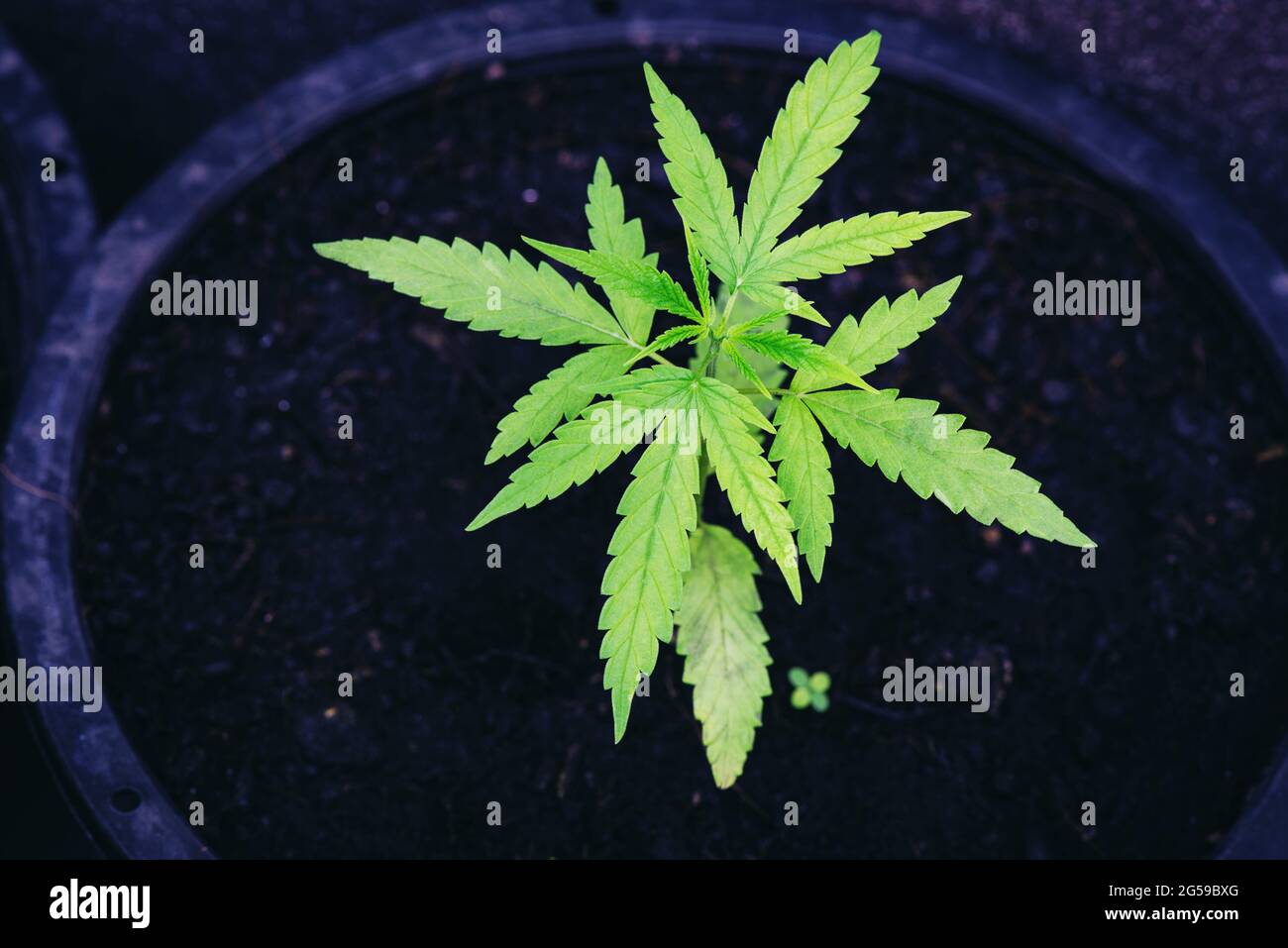 Cannabis seedling in pot close hi-res stock photography and images - Alamy