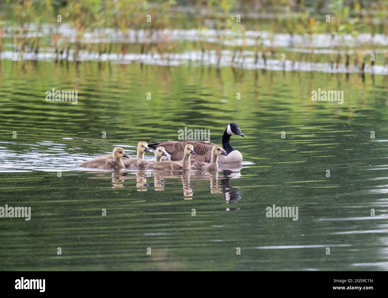 Closeup shot of a Canadian goose family on the lake Stock Photo - Alamy