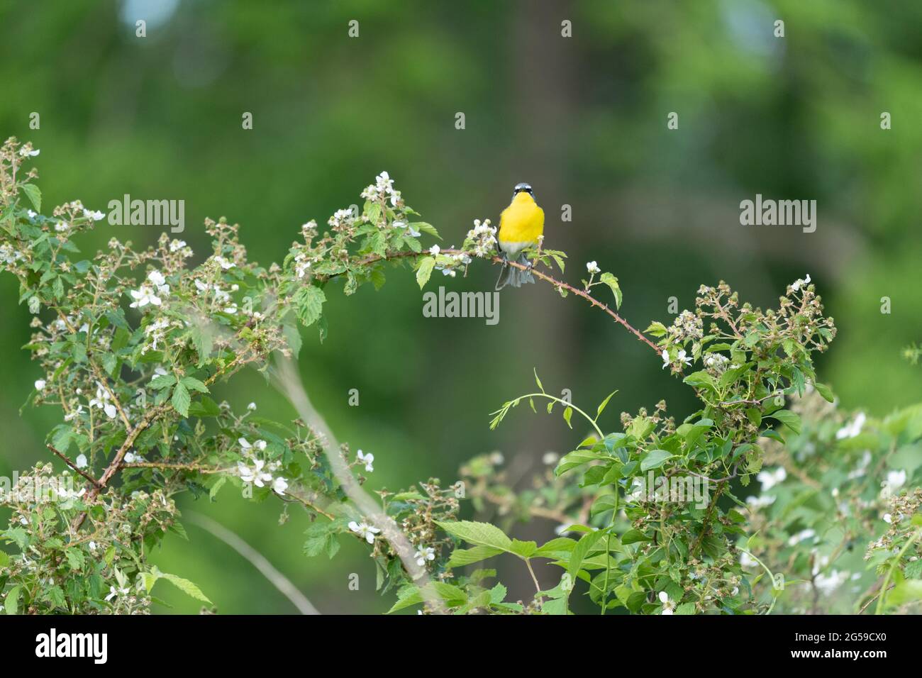 Beautiful yellow bird on a twig Stock Photo - Alamy
