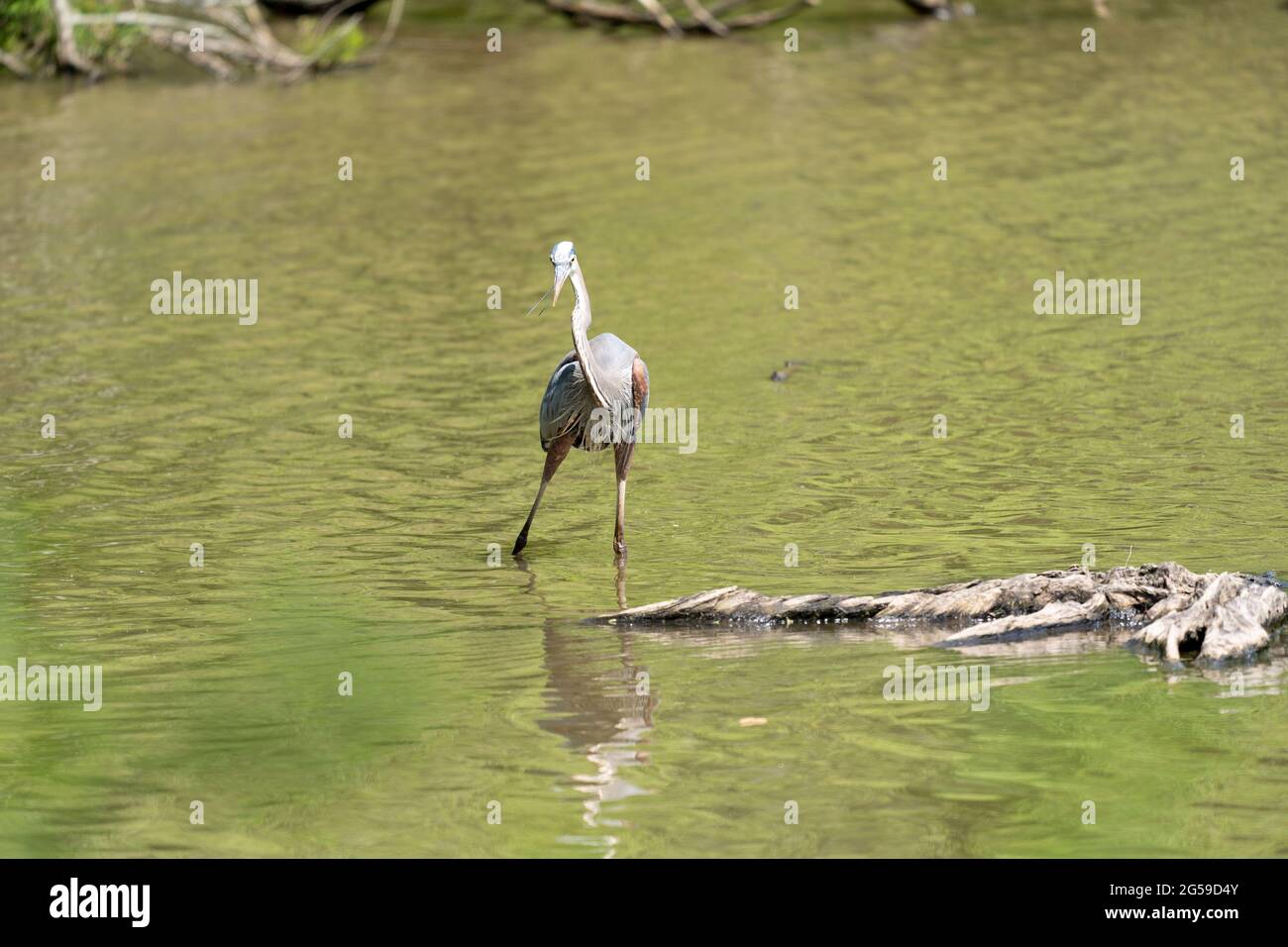 Water stork on the lake Stock Photo - Alamy