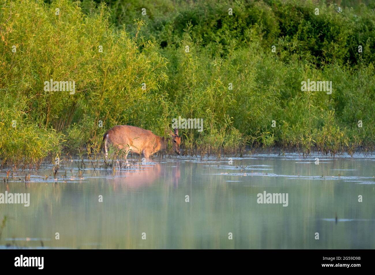 Deer drinking water from the lake Stock Photo - Alamy