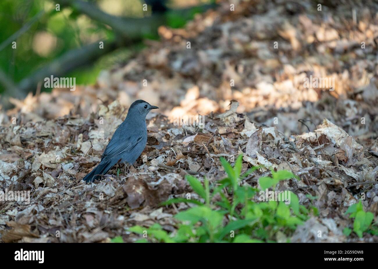 The old world flycatchers hi-res stock photography and images - Alamy