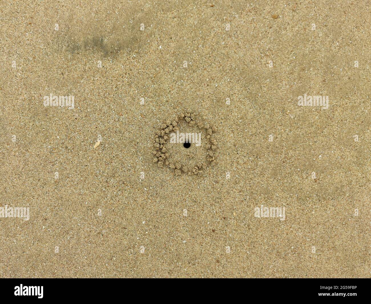 the sand circle made by little crab after digging the sand Stock Photo ...