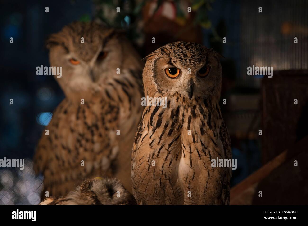 Owls at an owl cafe in Tokyo, Japan Stock Photo - Alamy