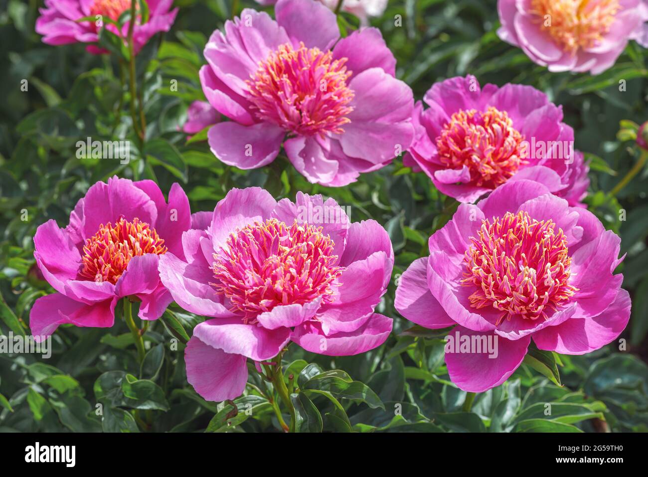 Peony Neon - one of the most popular "Japanese"! Inflorescences are two ...